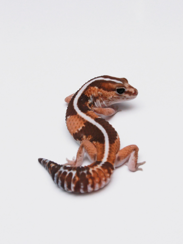 칵테일샵 (COCKTAIL SHOP)