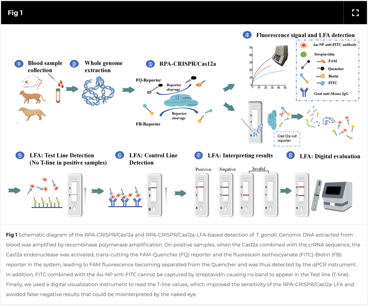 RPA-CRISPR/Cas12a-LFA combined with a digital visualization instrument ...
