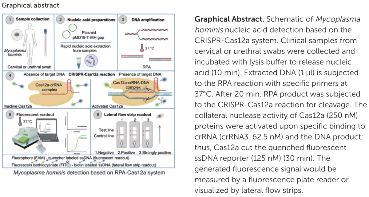 Development of a RPA-CRISPR-Cas12a Assay for Rapid, Simple, and Sensitive Detection of ...