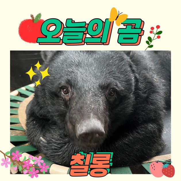 🐻오늘의 곰🐻 7월 17일, 칠롱이의 날을 함께 축하해주세요! : 곰 보금자리 프로젝트 : Project Moon Bear