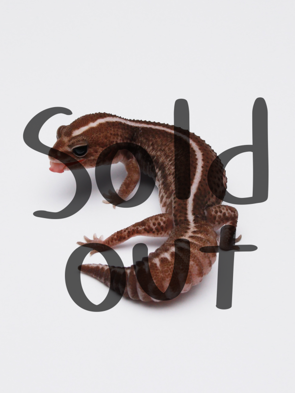 Super Zero Oreo (66% Het Ghost) (C019🚺) : 칵테일샵 (COCKTAIL SHOP)