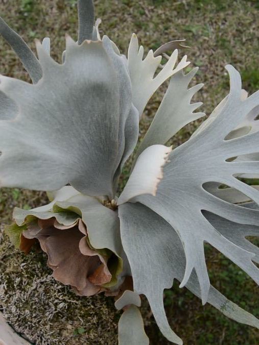 Platycerium white gizmo (Spore) : 식물을 키우는 감각