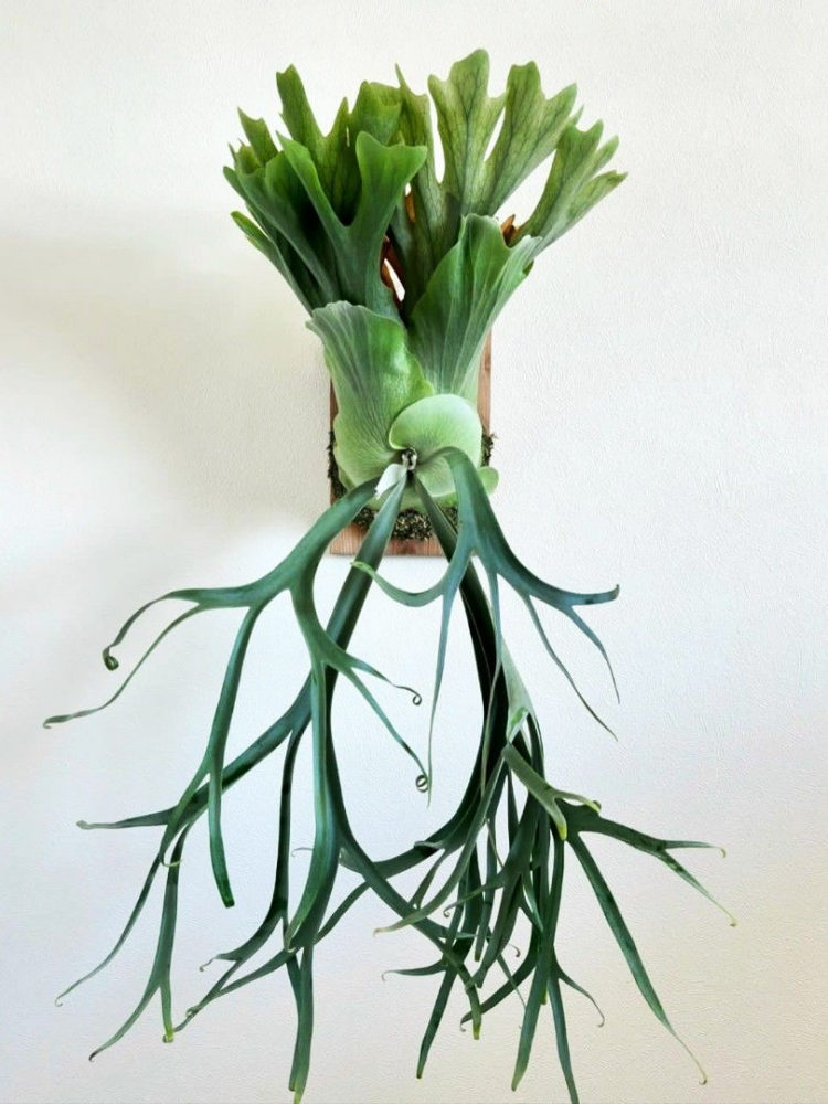 Platycerium willinckii cv 'Yellow moon' (TC) : 식물을 키우는 감각