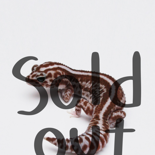Whiteout Oreo Patternless (Het Ghost) (C34🚺) : 칵테일샵 (COCKTAIL SHOP)