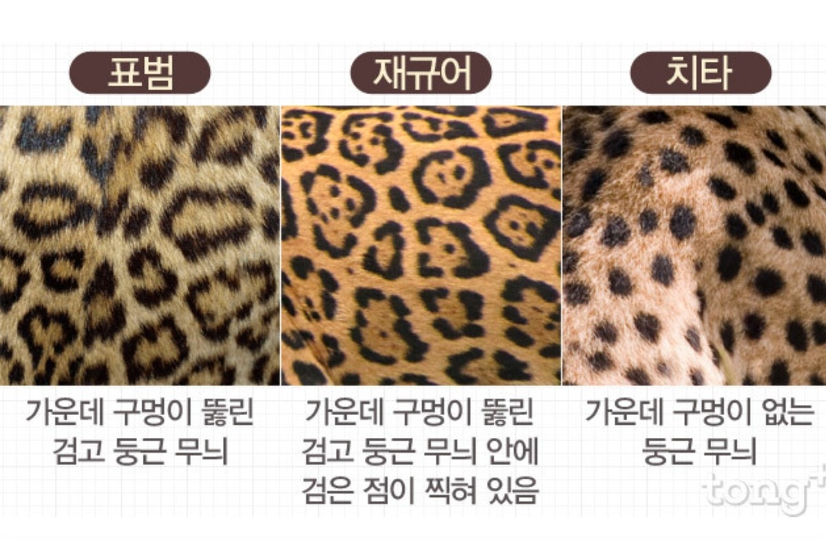 ‘표범 레오파드 ‘재규어 ‘치타 ‘퓨마 차이점 뉴스케이 태국커뮤니티