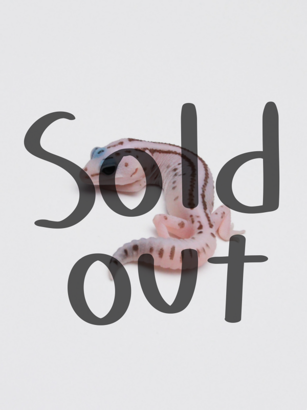 Super Zero Whiteout Oreo (Het Ghost) (C179🚹) : 칵테일샵 (COCKTAIL SHOP)