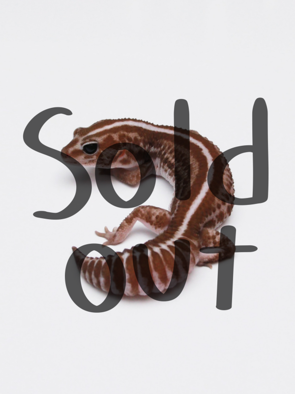 Oreo Patternless (Het Ghost) (C94🚺) : 칵테일샵 (COCKTAIL SHOP)