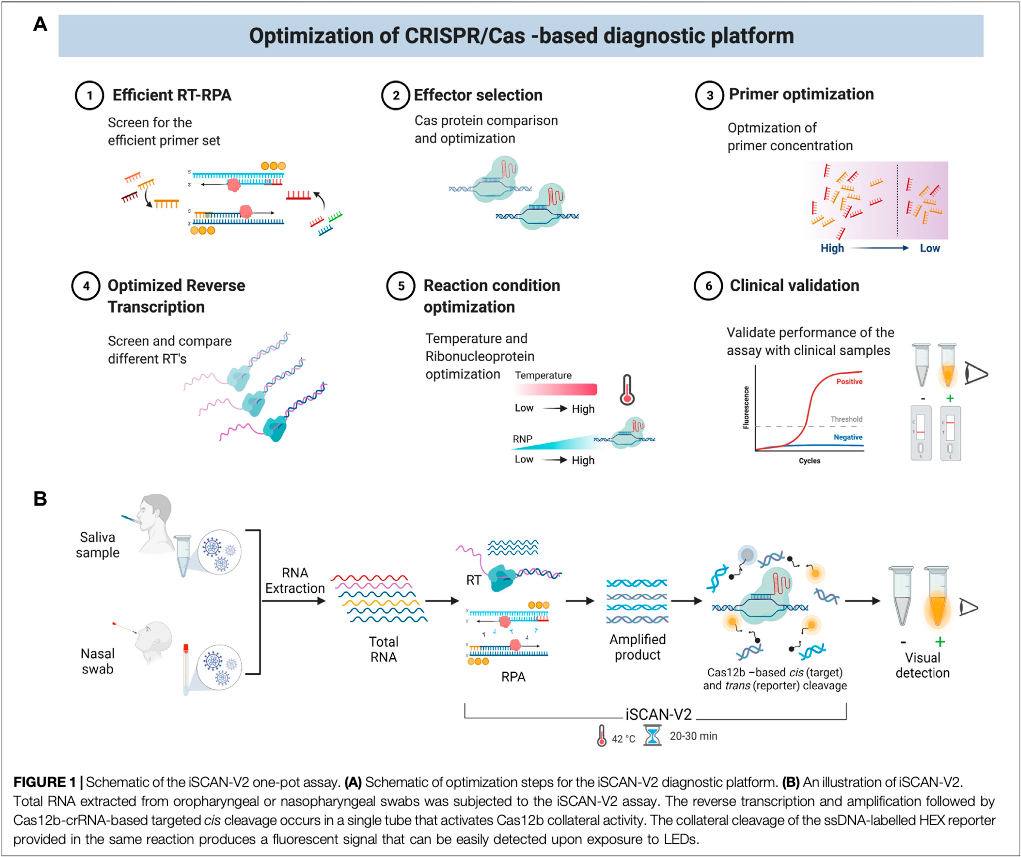 iSCAN-V2: A One-Pot RT-RPA–CRISPR/Cas12b Assay for Point-of-Care SARS ...