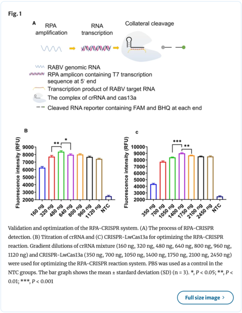 Early diagnosis of rabies virus infection by RPA‐CRISPR techniques in a ...