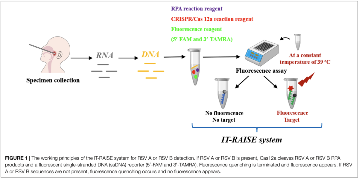 Integrated Trinity Test With RPA-CRISPR/Cas12a-Fluorescence for Real ...