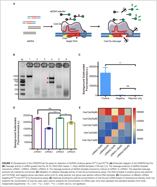 RPA-CRISPR/Cas12a Based Rapid Molecular Detection of Acute ...