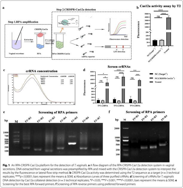 Establishment and application of a CRISPR-Cas12a-based RPA-LFS and ...