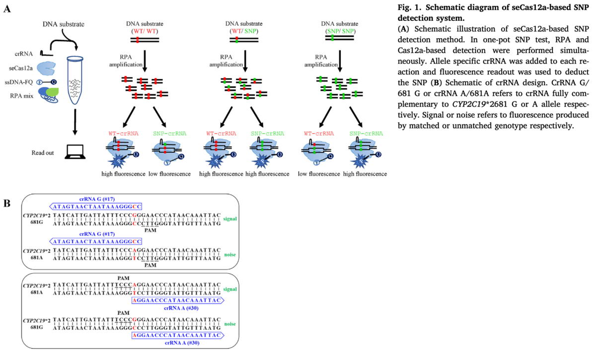 RPA(MIRA)-CRISPR-Cas12a-based one-pot SNP detection with high accuracy ...
