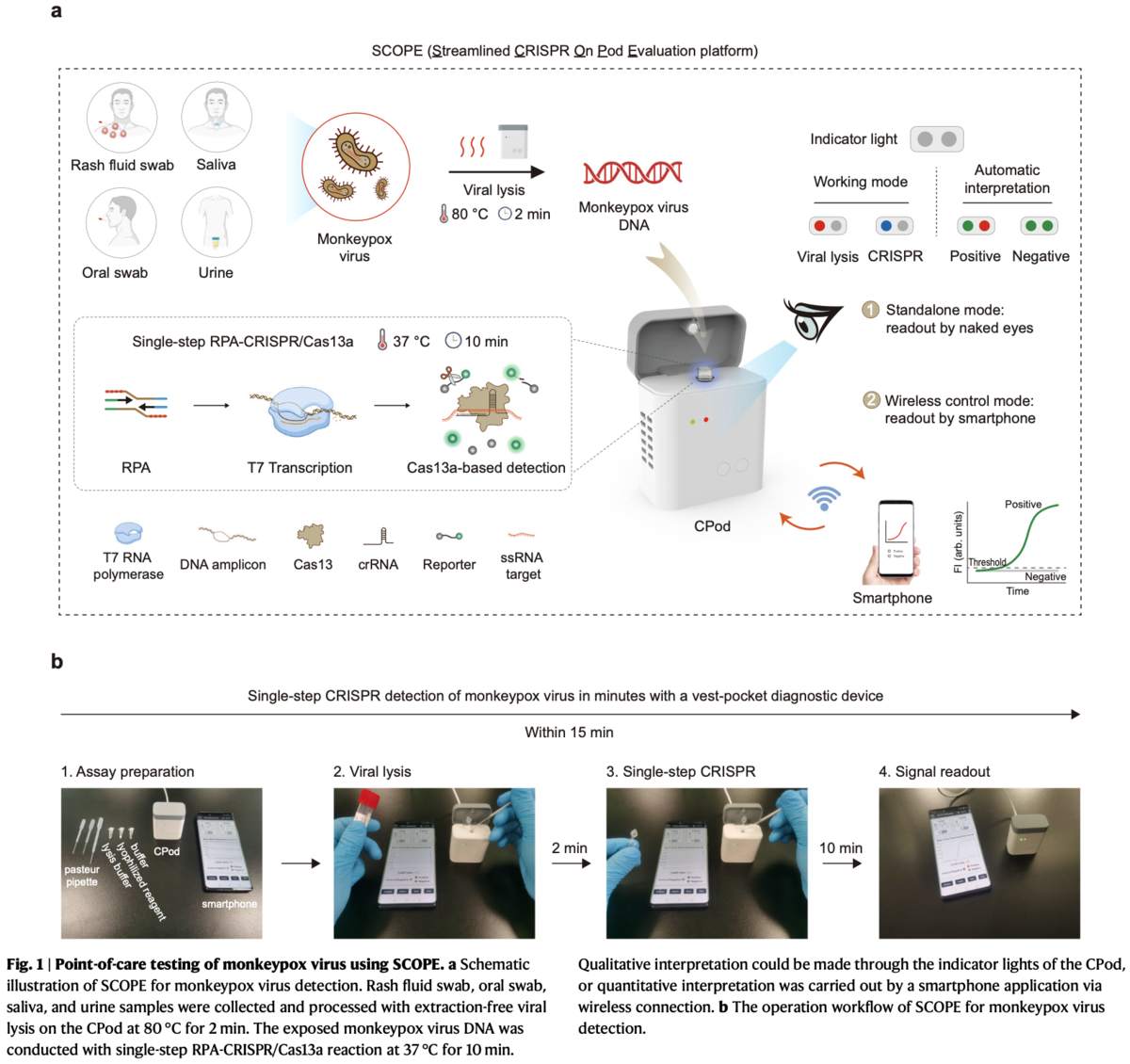Ultrasensitive single-step CRISPR detection of monkeypox virus in ...