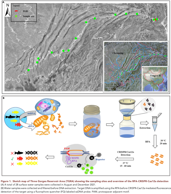 Ultra-sensitive detection of ecologically rare fish from eDNA samples ...