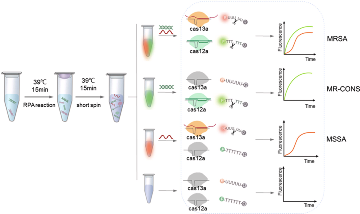 One-tube RPA-CRISPR Cas12a/Cas13a rapid detection of methicillin ...