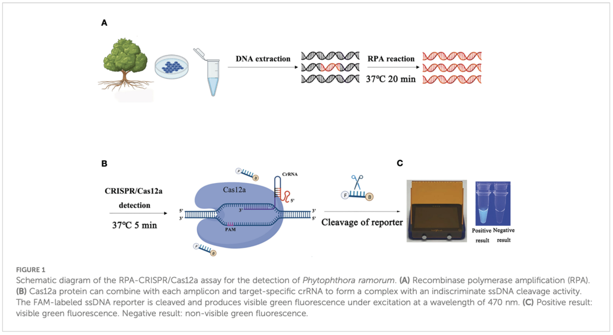 CRISPR/Cas12a-based approaches for efficient and accurate detection of Phytophthora ramorum ...