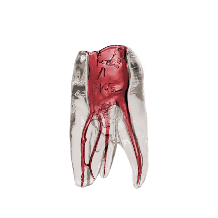 FKG 3D Tooth : FKG Swiss endo, Labomed Dental Microscope, Henry Schein ...