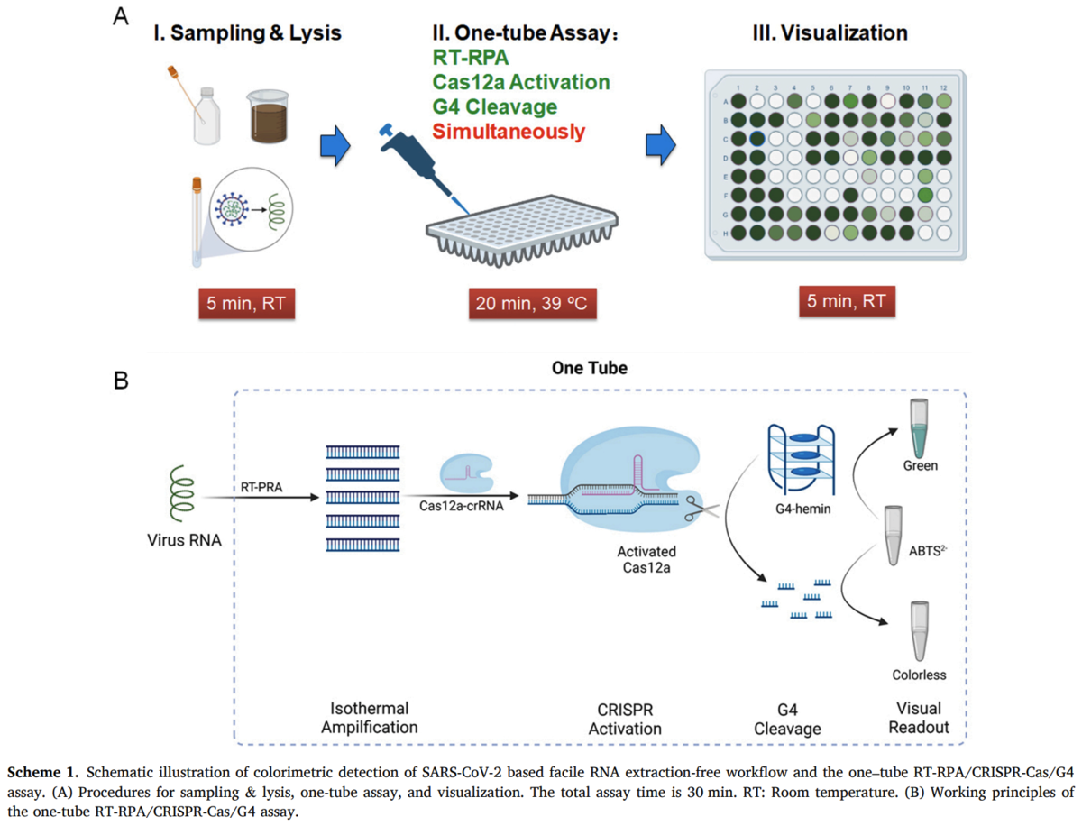 RNA extraction-free workflow integrated with a single-tube CRISPR-Cas ...