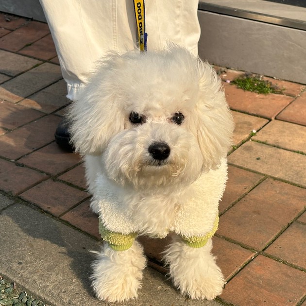 비숑프리제 뭉치 유기묘무료입양사이트 비숑프리제파양 포메라니안파양 말티즈파양 말티푸파양 푸들파양 먼치킨파양 랙돌파양 브리티쉬숏헤어파양 스코티쉬폴드파양 러시안블루파양 강아지파양