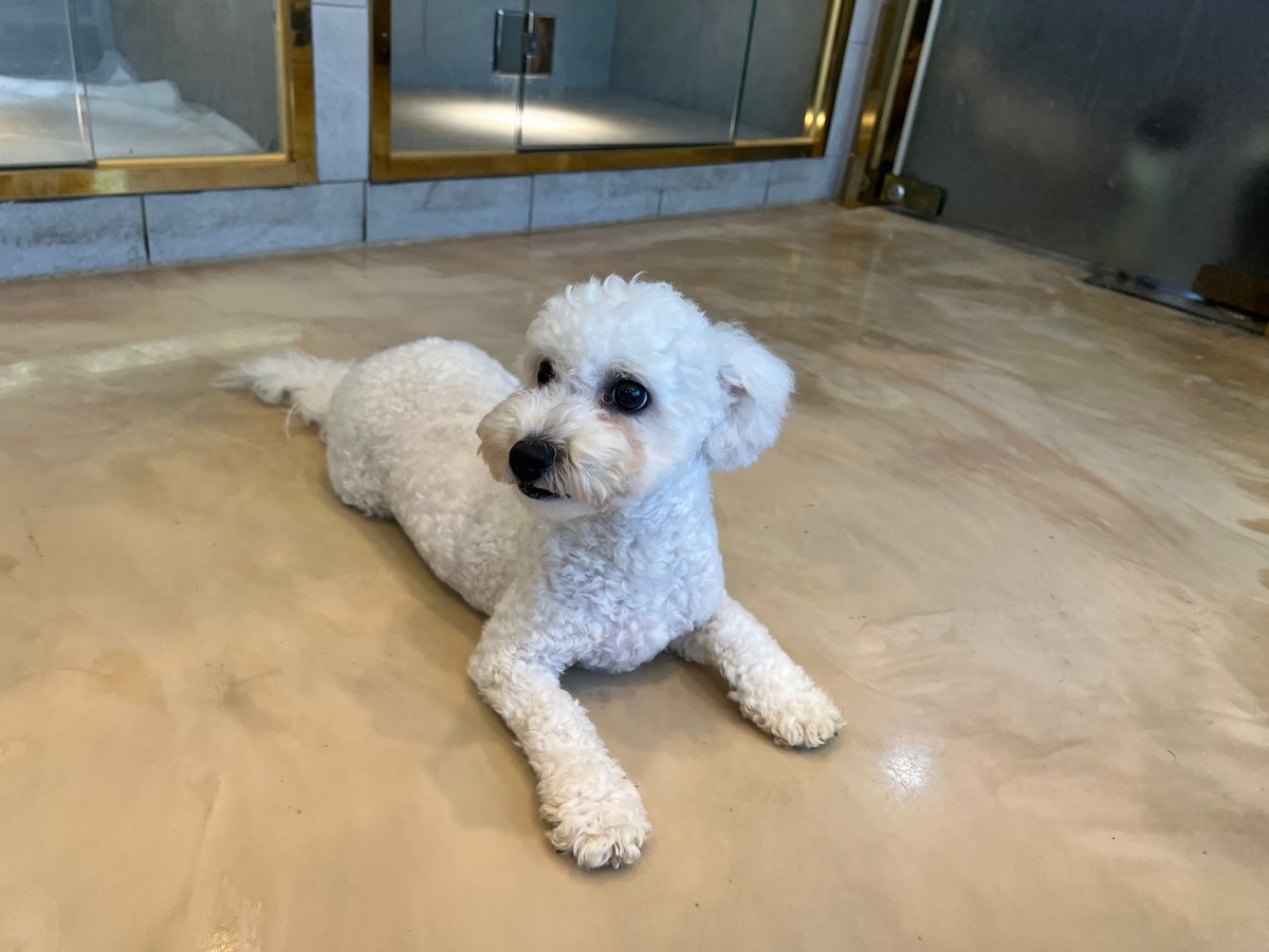 비숑프리제 달콤 프렌치불독크기 빠삐용크기 파피용크기 사모예드크기 스피츠크기 시바견크기 시베리안허스키크기 시츄크기 요크셔테리어크기 웰시코기크기 이탈리아그레이하운드크기 치와와