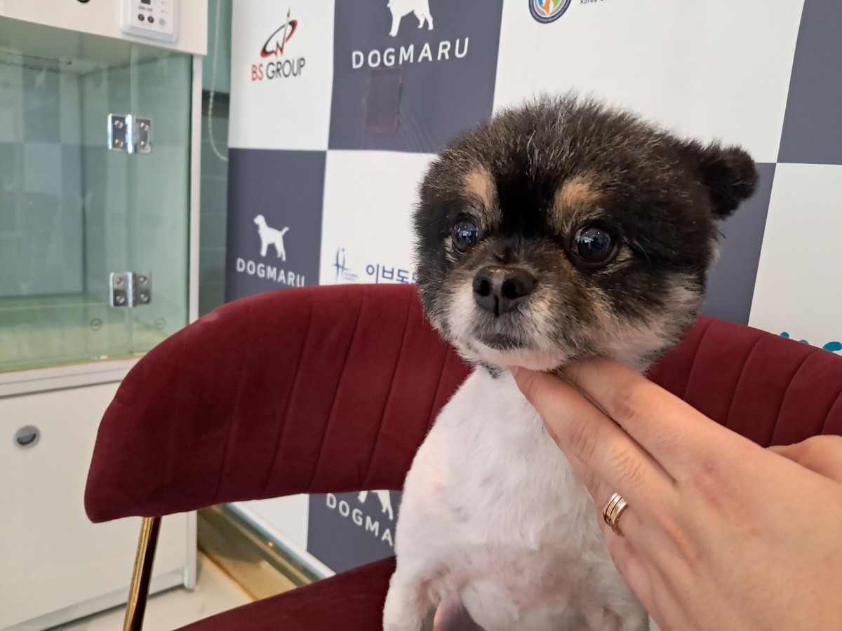 포메라니안 또리 프렌치불독크기 빠삐용크기 파피용크기 사모예드크기 스피츠크기 시바견크기 시베리안허스키크기 시츄크기 요크셔테리어크기 웰시코기크기 이탈리아그레이하운드크기 치와와