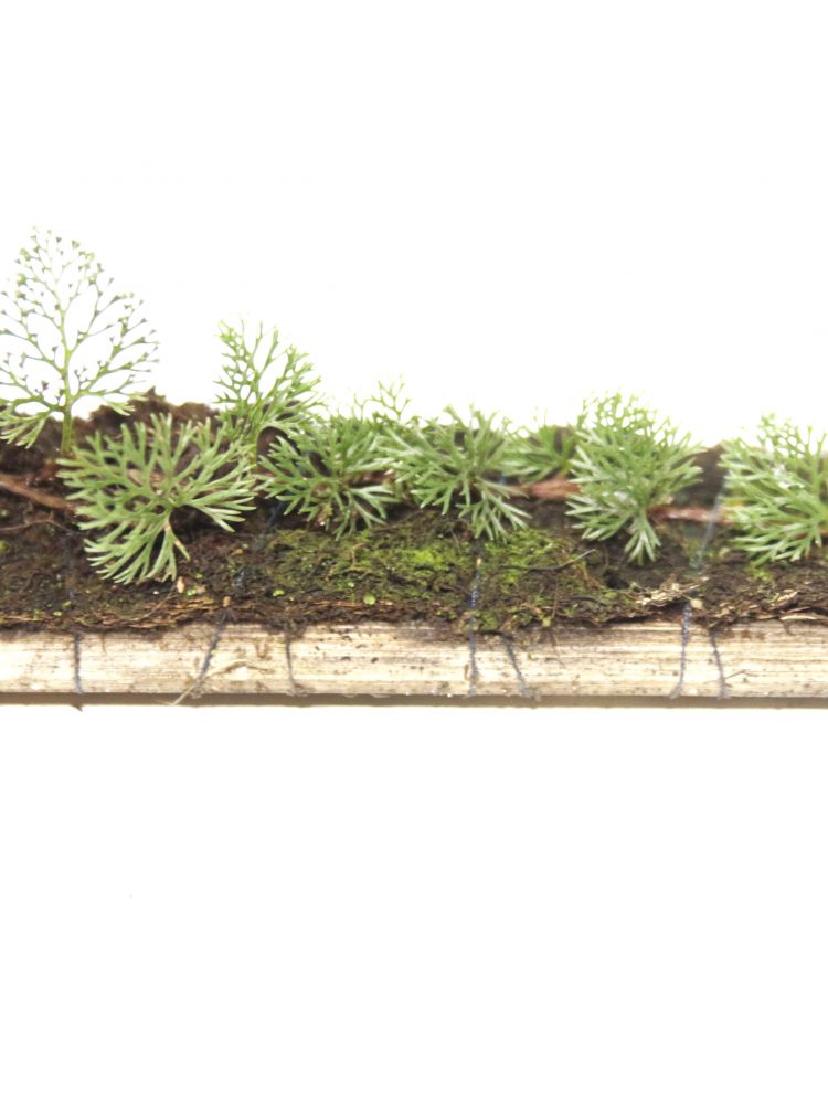 Davallia sp Java : 식물을 키우는 감각