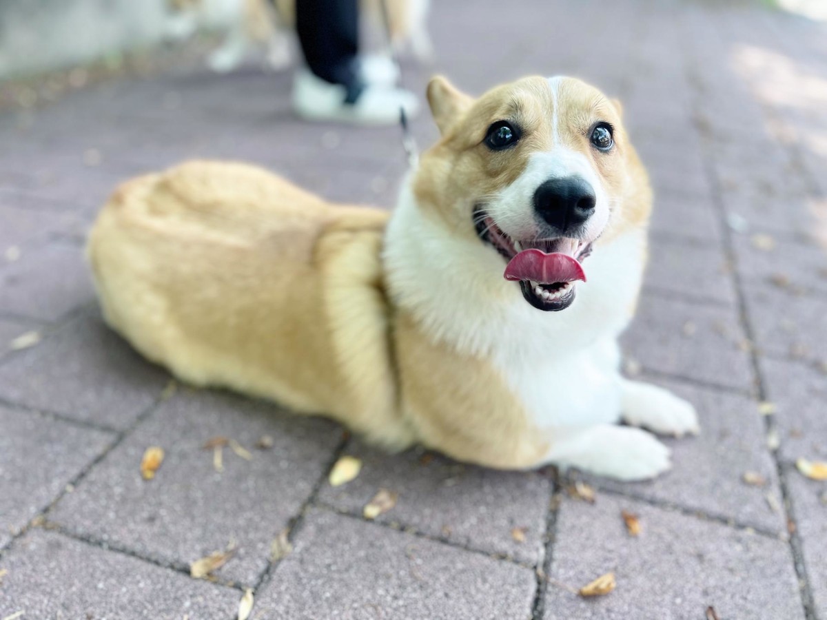 웰시코기 똘똘 말티즈크기 말티푸크기 푸들크기 먼치킨크기 랙돌크기 브리티쉬숏헤어크기 스코티쉬폴드크기 러시안블루크기 강아지크기 고양이크기 유기견임시보호 유기묘임시보호 강아지임시