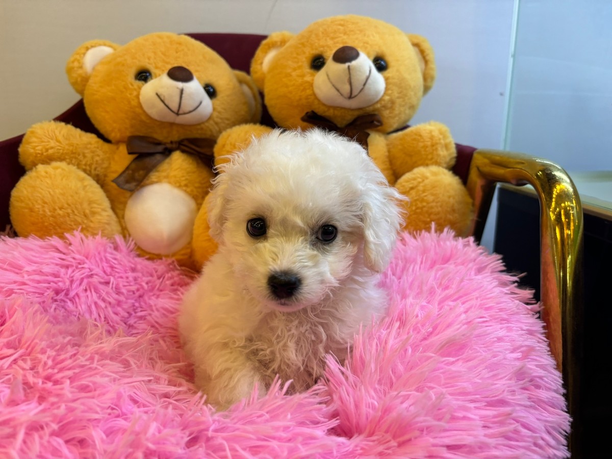 비숑프리제 뚬빵 말티즈크기 말티푸크기 푸들크기 먼치킨크기 랙돌크기 브리티쉬숏헤어크기 스코티쉬폴드크기 러시안블루크기 강아지크기 고양이크기 유기견임시보호 유기묘임시보호 강아지