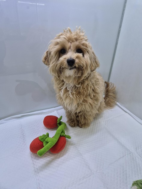 말티푸 고로 래브라도리트리버입양 닥스훈트입양 도베르만입양 말티치입양 말티폼입양 빠삐용입양 사모예드입양 스피츠입양 시바견입양 시베리안허스키입양 시츄입양 요크셔테리어입양