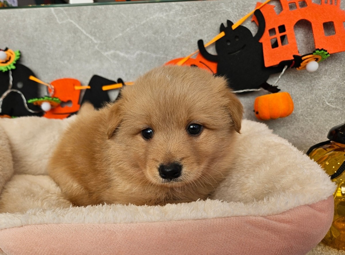 골든믹스 애상이 래브라도리트리버입양 닥스훈트입양 도베르만입양 말티치입양 말티폼입양 빠삐용입양 사모예드입양 스피츠입양 시바견입양 시베리안허스키입양 시츄입양 요크셔테리어입양