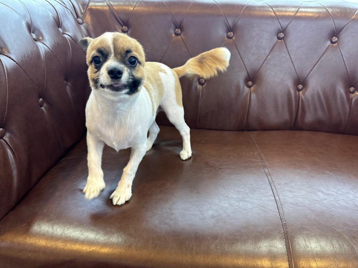 치와와 믹스 율무 프렌치불독크기 빠삐용크기 파피용크기 사모예드크기 스피츠크기 시바견크기 시베리안허스키크기 시츄크기 요크셔테리어크기 웰시코기크기 이탈리아그레이하운드크기 치와와