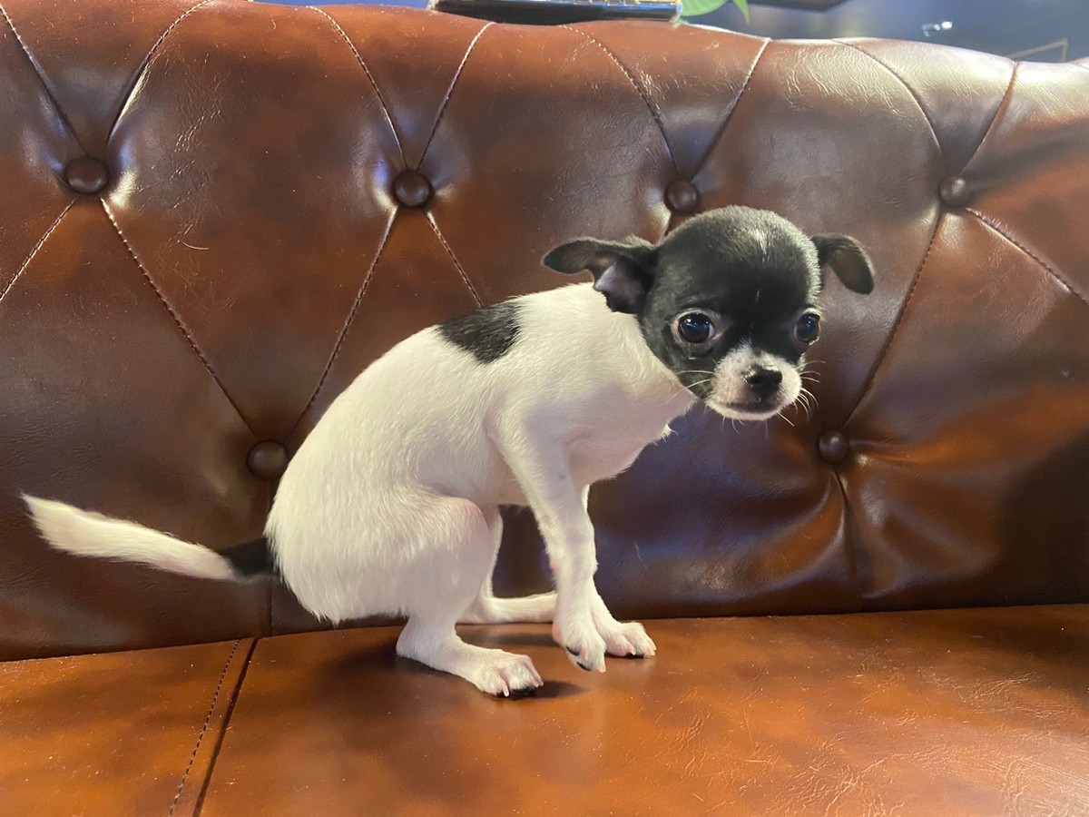 코리안숏헤어 비숑프리제분양 치와와분양 고양이보호소 광주유기견보호센터 광주광역시유기견보호센터 유기견보호센터봉사 리트리버분양 울산 2021 0133 치와와 쿠키 책임분양