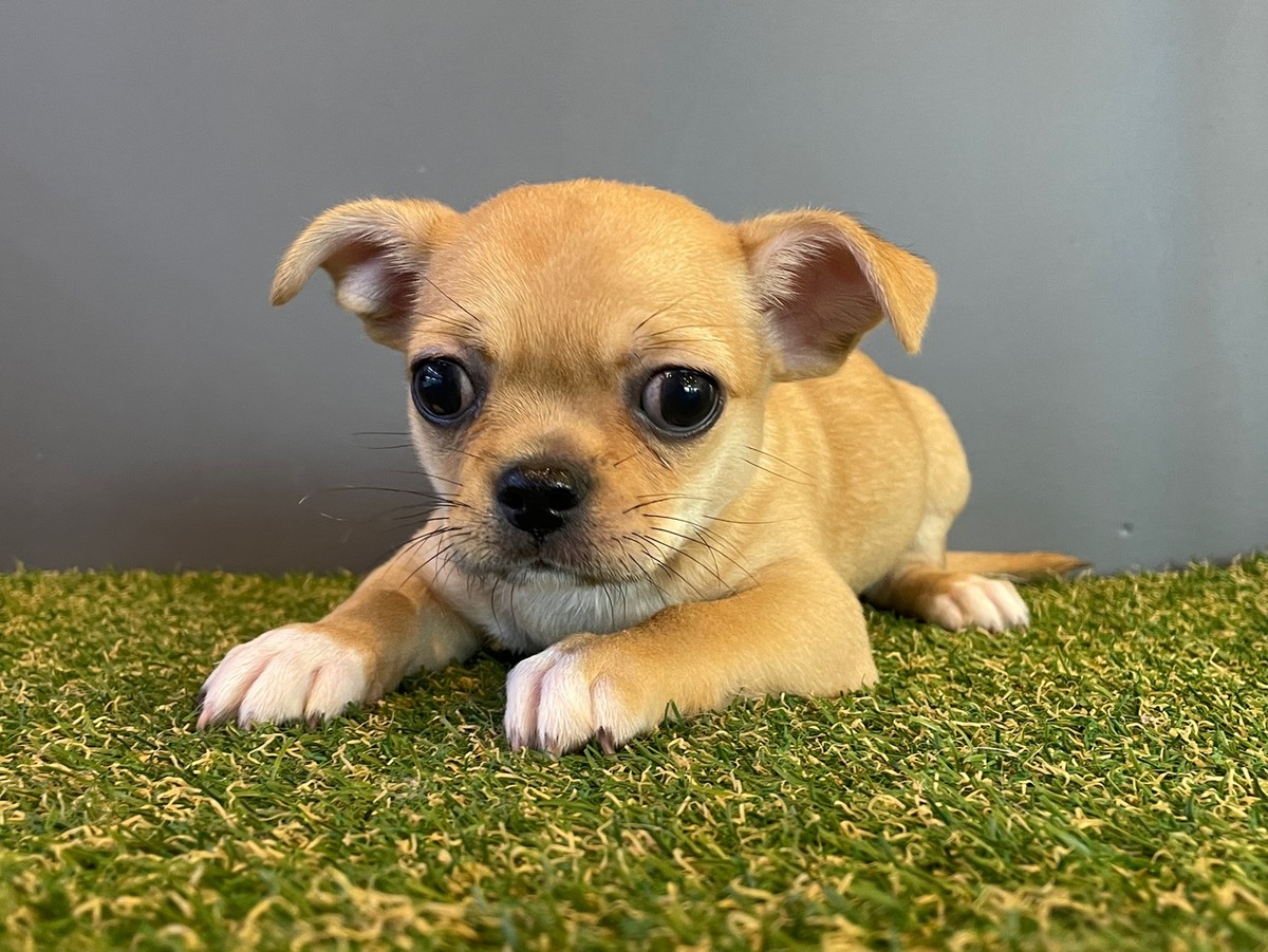 치와와 셋 폼스키크기 폼치크기 폼피츠크기 푸숑크기 노르웨이숲크기 데본렉스크기 뱅갈크기 샴크기 셀커크렉스크기 스핑크스크기 아메리칸숏헤어크기 아메리칸컬크기 아비시니안크기