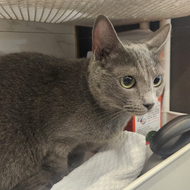 러시안블루 시월이 푸숑책임분양 노르웨이숲책임분양 데본렉스책임분양 뱅갈책임분양 샴책임분양 셀커크렉스책임분양 스핑크스책임분양 아메리칸숏헤어책임분양 아메리칸컬책임분양 아비시니안