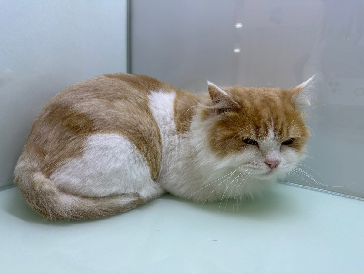 페르시안 아로 프렌치불독크기 빠삐용크기 파피용크기 사모예드크기 스피츠크기 시바견크기 시베리안허스키크기 시츄크기 요크셔테리어크기 웰시코기크기 이탈리아그레이하운드크기 치와와크기