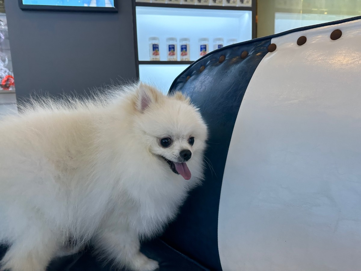 포메라니안 루이 애완견성격 반려견성격 소형견크기 중형견크기 미니비숑프리제크기 토이푸들크기 골든리트리버크기 래브라도리트리버크기 닥스훈트크기 도베르만크기 말티치크기 말티폼크기