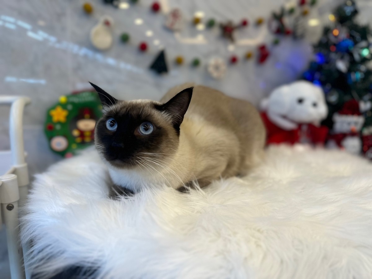 샴 민이 유기묘무료입양사이트 비숑프리제파양 포메라니안파양 말티즈파양 말티푸파양 푸들파양 먼치킨파양 랙돌파양 브리티쉬숏헤어파양 스코티쉬폴드파양 러시안블루파양 강아지파양 고양이