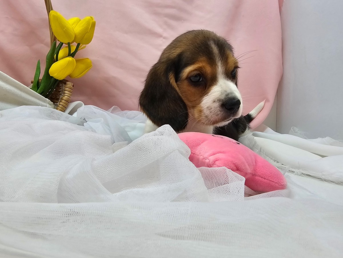 비글 아리 요크셔테리어무료입양사이트 웰시코기무료입양사이트 이탈리아그레이하운드무료입양사이트 치와와무료입양사이트 코카스파니엘무료입양사이트 폼스키무료입양사이트 폼치무료입양사이트