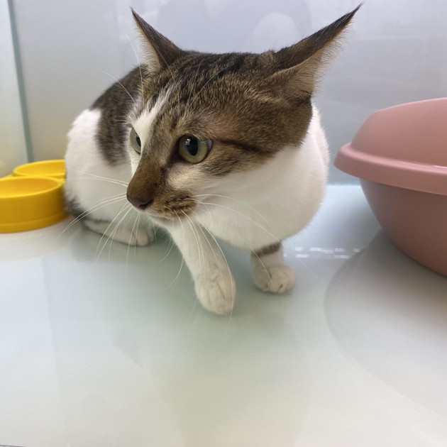 코리안숏헤어 제아 폼스키크기 폼치크기 폼피츠크기 푸숑크기 노르웨이숲크기 데본렉스크기 뱅갈크기 샴크기 셀커크렉스크기 스핑크스크기 아메리칸숏헤어크기 아메리칸컬크기 아비시니안크기