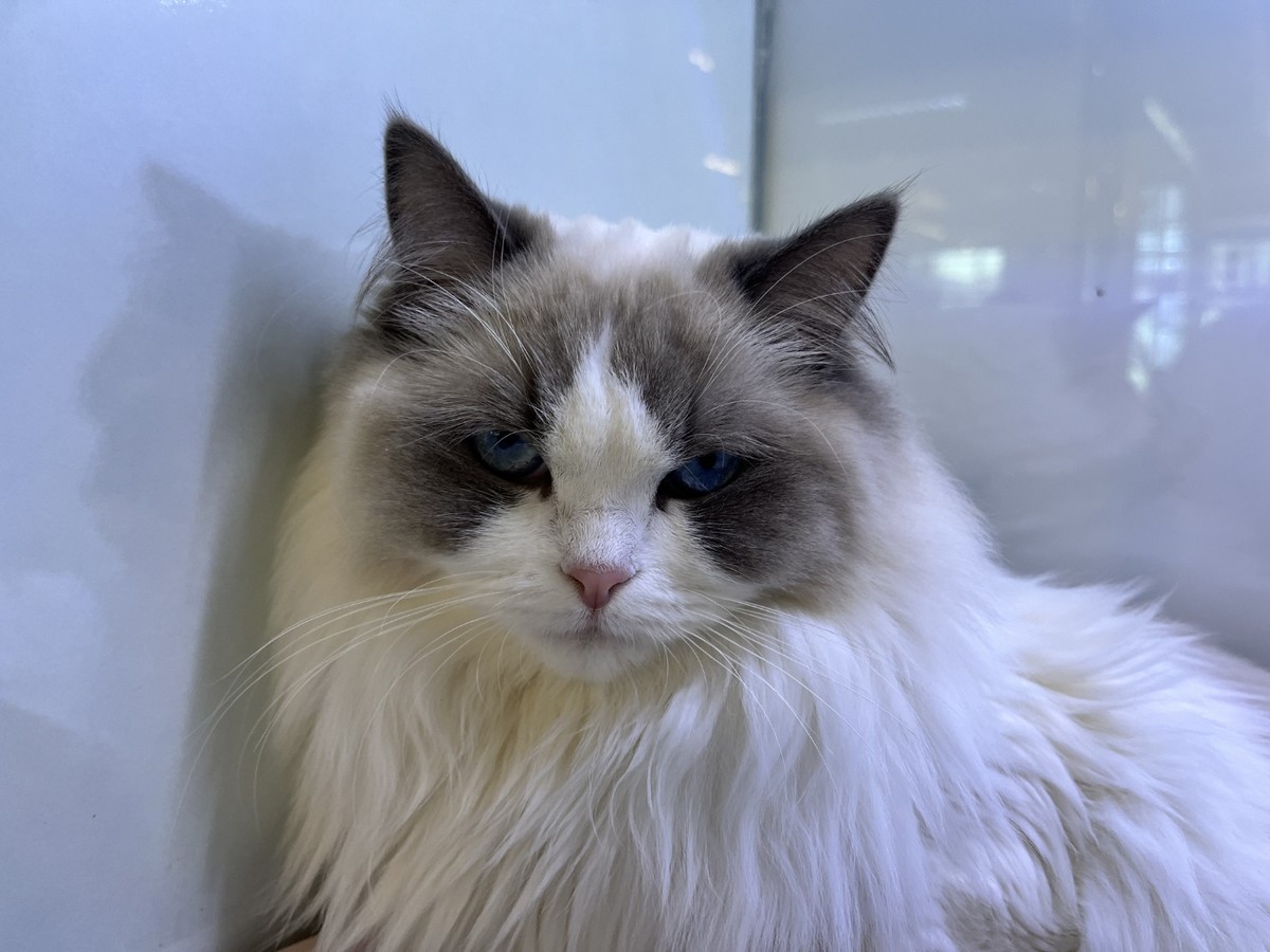 렉돌 냥이 엑조틱크기 터키시앙고라크기 페르시안크기 하이랜드폴드크기 애완견크기 반려견크기 소형견무료입양사이트 중형견무료입양사이트 대형견무료입양사이트 미니비숑프리제무료입양사이트