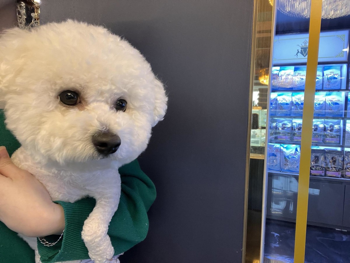 비숑프리제 우유 셀커크렉스무료입양사이트 스핑크스무료입양사이트 아메리칸숏헤어무료입양사이트 아메리칸컬무료입양사이트 아비시니안무료입양사이트 엑조틱무료입양사이트 터키시앙고라무료입양