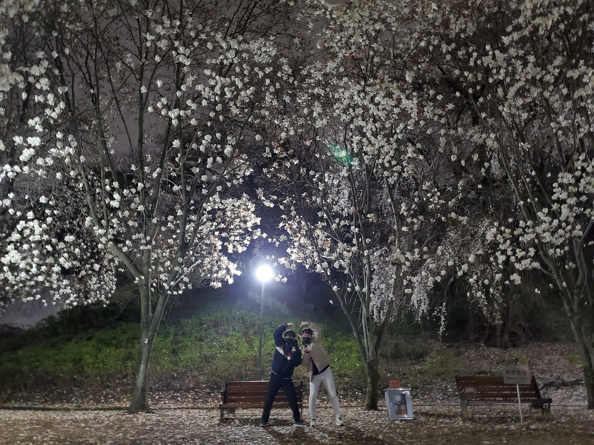 [2021] Cherry Blossom : ENTIS | KAIST