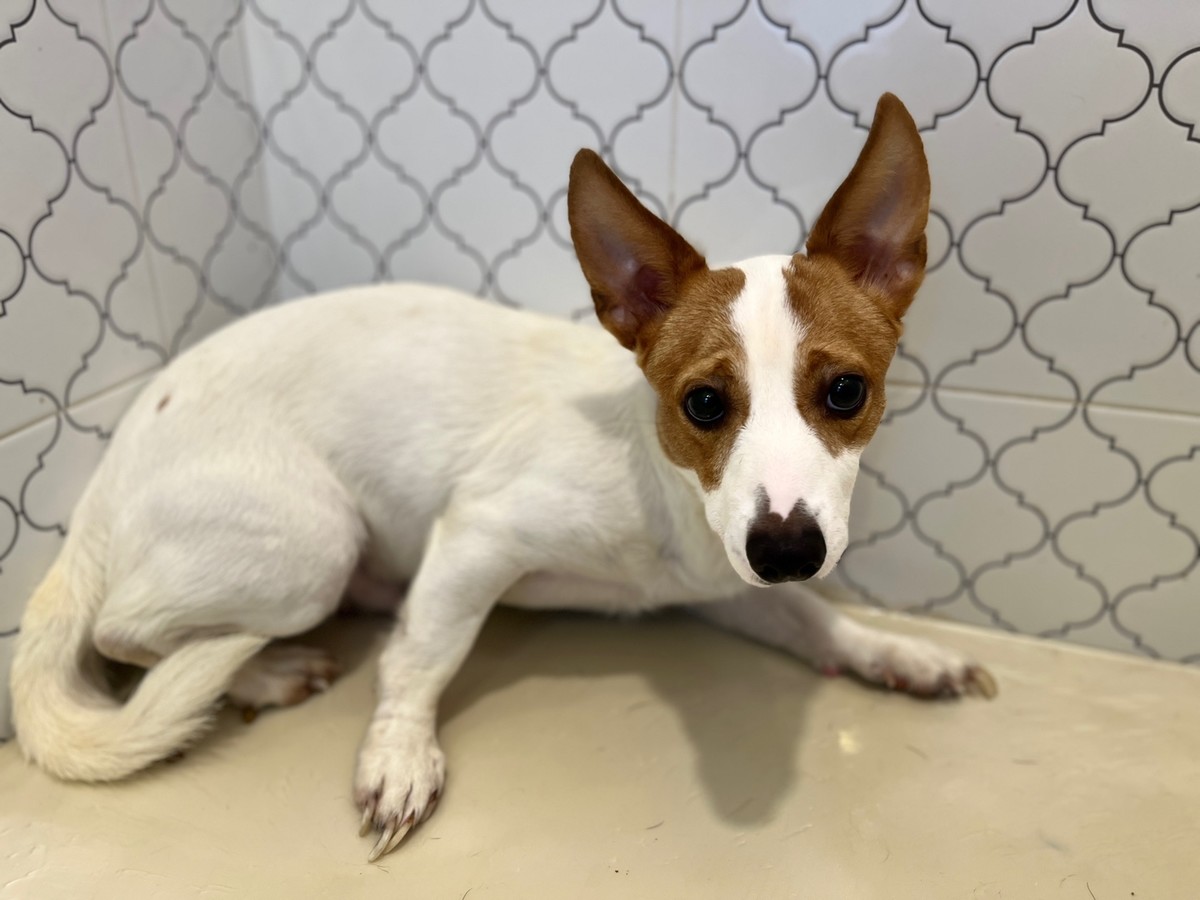 믹스견 로또 엑조틱크기 터키시앙고라크기 페르시안크기 하이랜드폴드크기 애완견크기 반려견크기 소형견무료입양사이트 중형견무료입양사이트 대형견무료입양사이트 미니비숑프리제무료입양