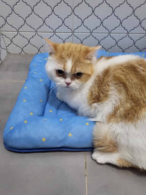 먼치킨 루루 샴입양 셀커크렉스입양 스코티쉬폴드입양 스핑크스입양 아메리칸숏헤어입양 아비시니안입양 터키시앙고라입양 페르시안입양 애완견입양 반려견입양 털빠짐없는소형견종류