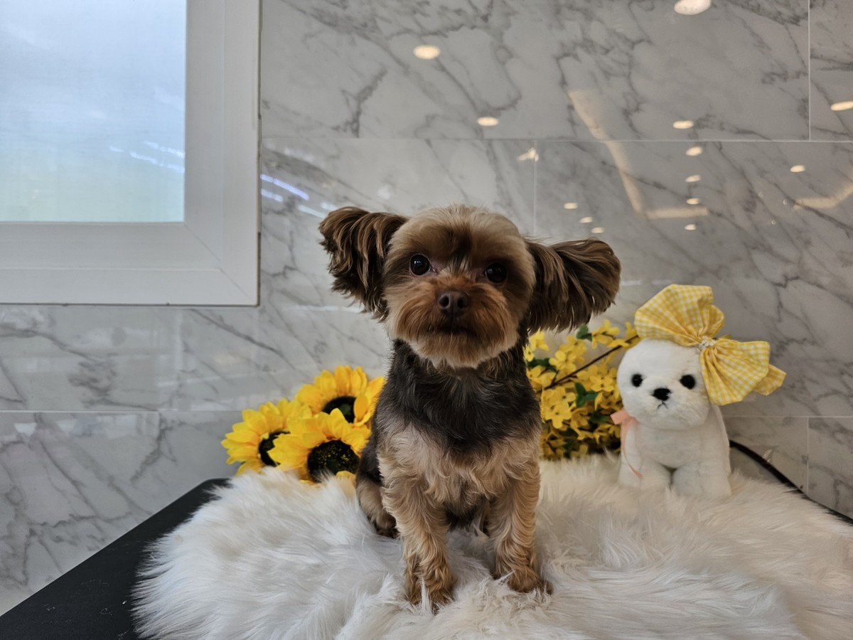 요크셔테리어 초코 푸숑책임분양 노르웨이숲책임분양 데본렉스책임분양 뱅갈책임분양 샴책임분양 셀커크렉스책임분양 스핑크스책임분양 아메리칸숏헤어책임분양 아메리칸컬책임분양 아비시니안