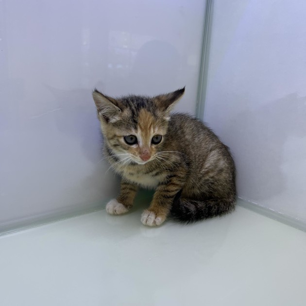 코리안숏헤어 삼색이 래브라도리트리버입양 닥스훈트입양 도베르만입양 말티치입양 말티폼입양 빠삐용입양 사모예드입양 스피츠입양 시바견입양 시베리안허스키입양 시츄입양 요크셔테리어입양