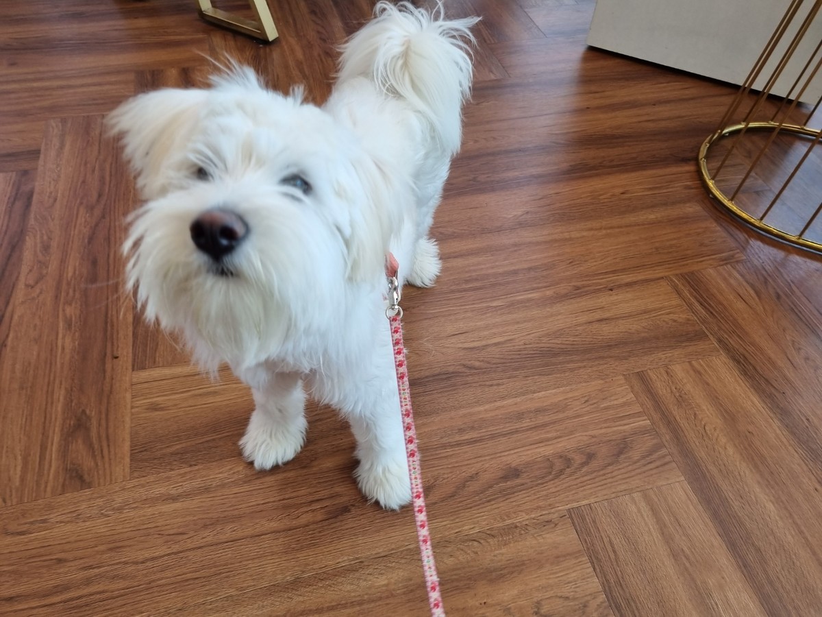 믹스견 복실이 프렌치불독크기 빠삐용크기 파피용크기 사모예드크기 스피츠크기 시바견크기 시베리안허스키크기 시츄크기 요크셔테리어크기 웰시코기크기 이탈리아그레이하운드크기 치와와크기