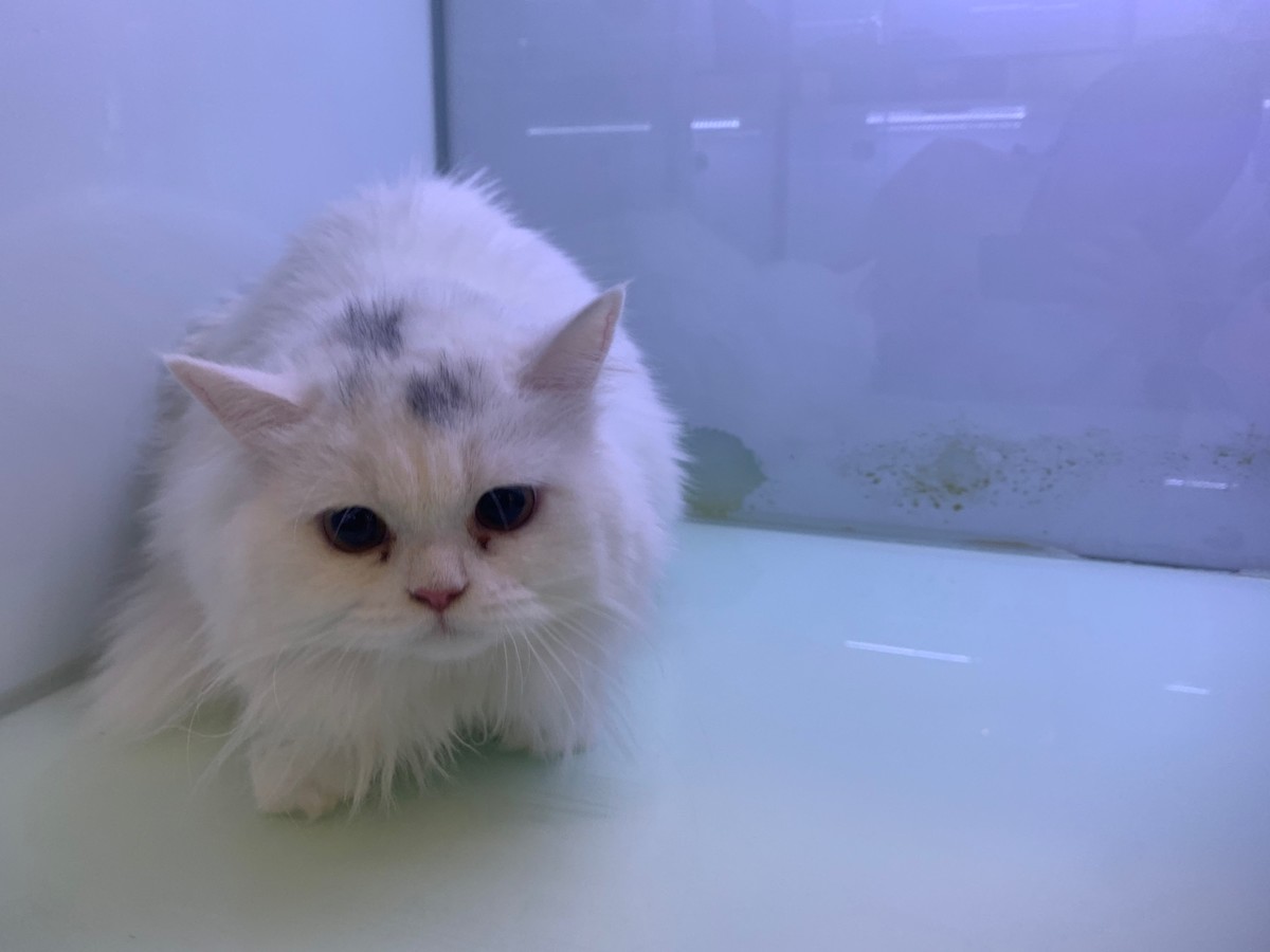 믹스묘 솜사탕 푸숑책임분양 노르웨이숲책임분양 데본렉스책임분양 뱅갈책임분양 샴책임분양 셀커크렉스책임분양 스핑크스책임분양 아메리칸숏헤어책임분양 아메리칸컬책임분양 아비시니안책임