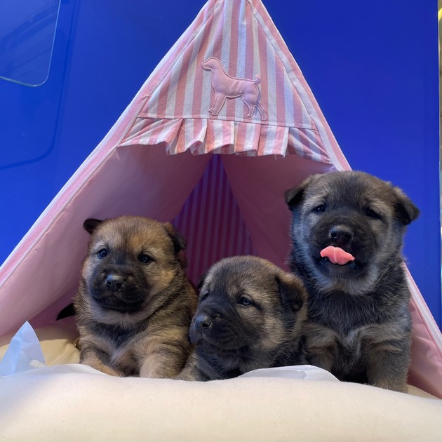 울산강아지분양 요크셔테리어분양가 새끼강아지분양 잉글리쉬불독 천안고양이분양 가정강아지분양 강아지입양 보더콜리 하나 둘 셋 강아지배변훈련 도그마루 홈스쿨 강아지훈련소